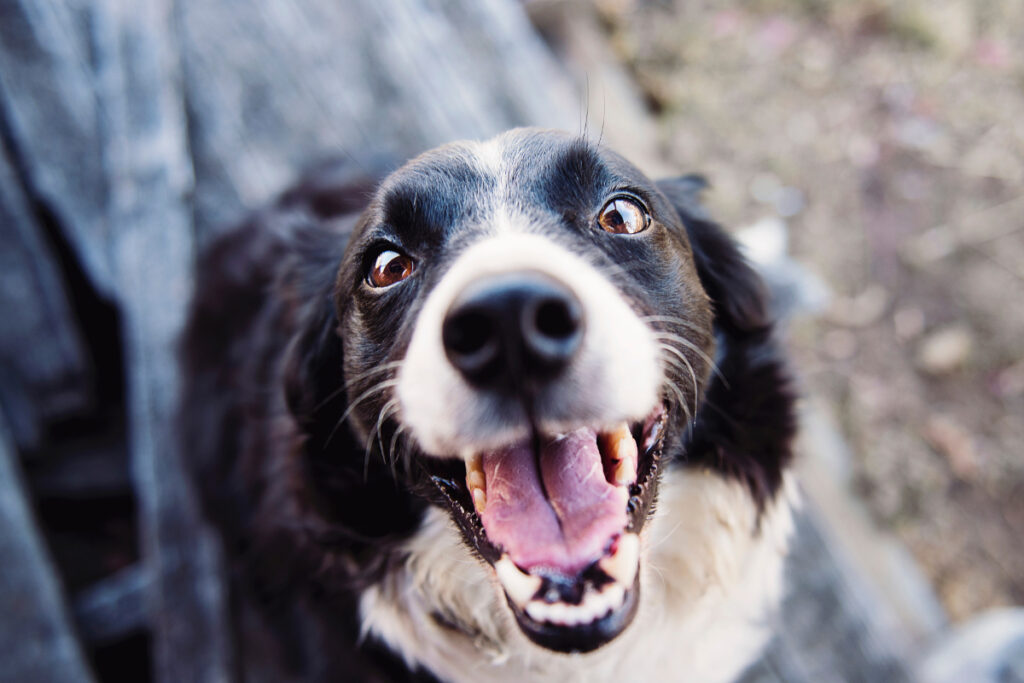Idées de nom mignon et original de chien mâle : quel prénom choisir ...