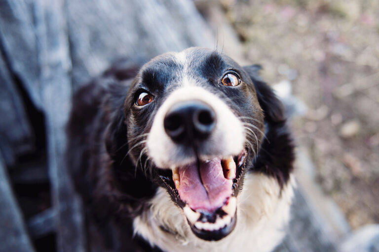 id-es-de-nom-mignon-et-original-de-chien-m-le-quel-pr-nom-choisir